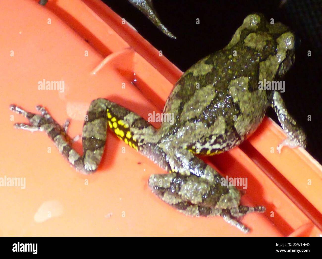 Cope's Gray Treefrog (Hyla chrysoscelis) Amphibia Stock Photo - Alamy