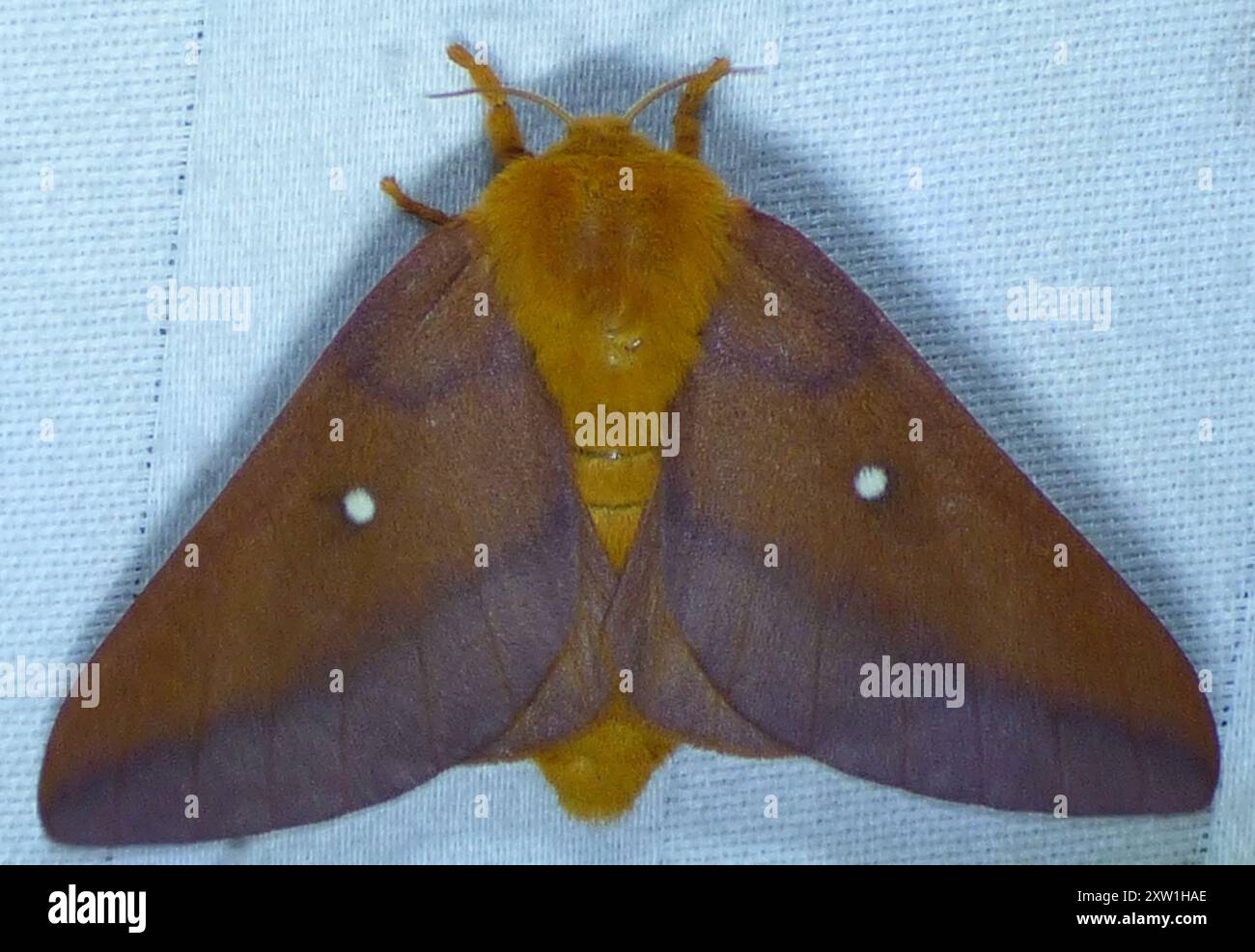 Pink-striped Oakworm Moth (Anisota virginiensis) Insecta Stock Photo ...