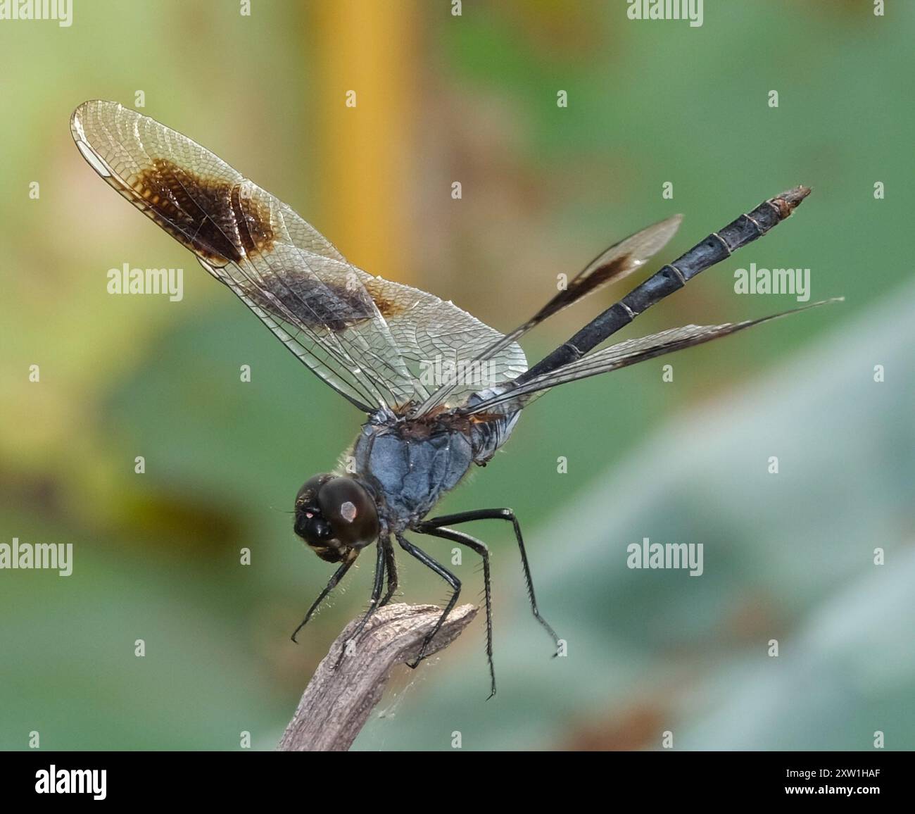 Four-spotted Pennant (Brachymesia gravida) Insecta Stock Photo - Alamy