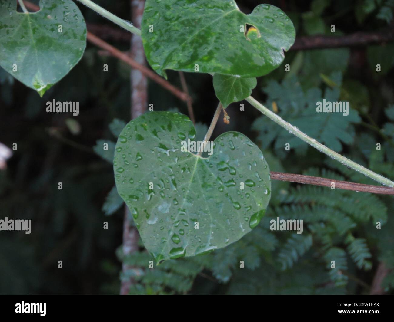 Trellis-vine (Pergularia daemia) Plantae Stock Photo - Alamy