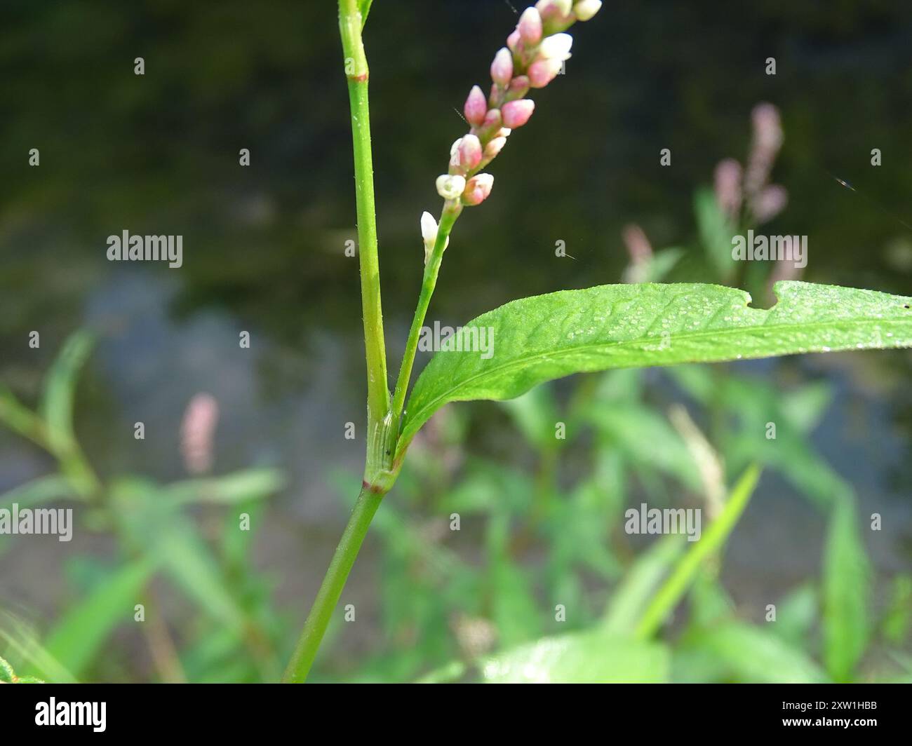 pale smartweed (Persicaria lapathifolia) Plantae Stock Photo - Alamy