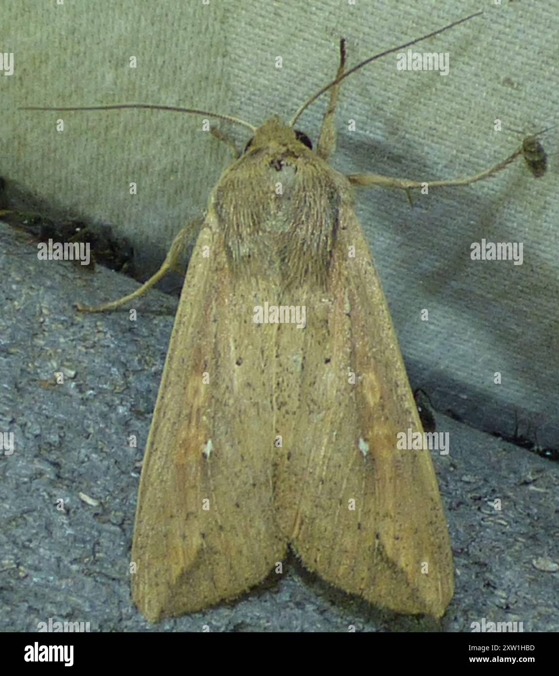White-speck Moth (Mythimna unipuncta) Insecta Stock Photo - Alamy