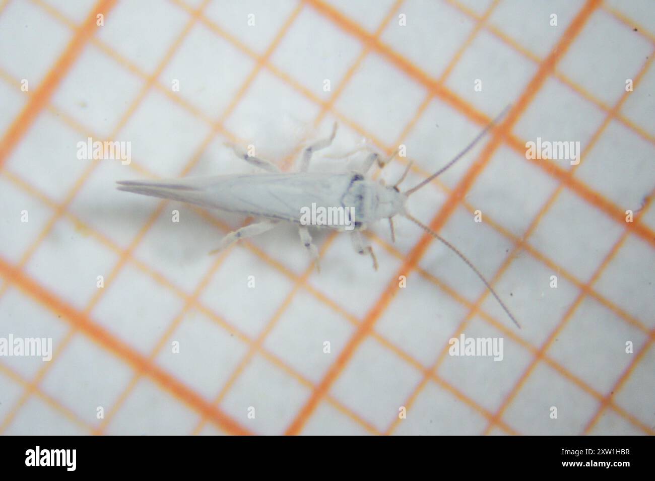 Dusty-winged Lacewings (Coniopterygidae) Insecta Stock Photo - Alamy