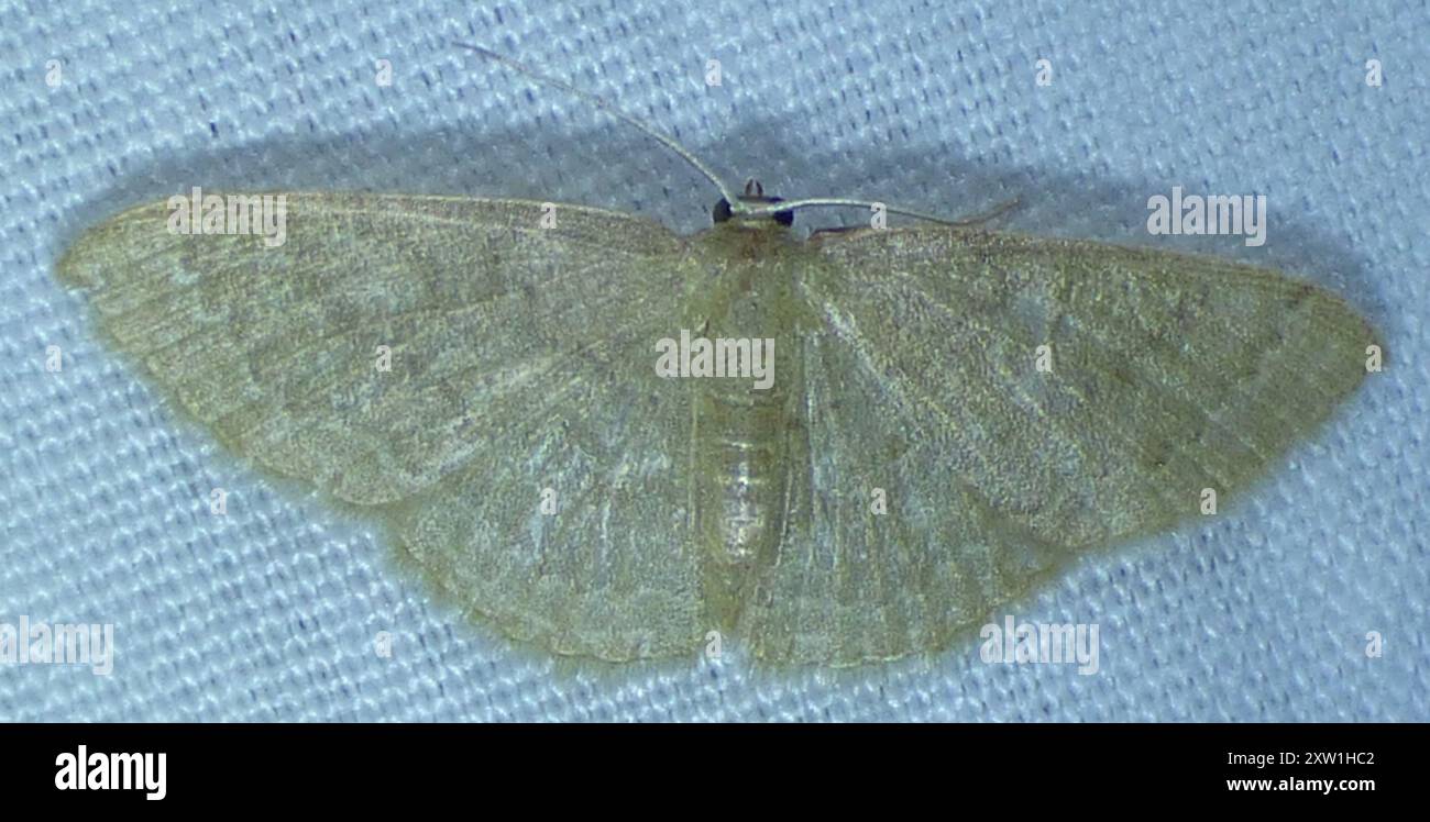 Common Tan Wave (Pleuroprucha insulsaria) Insecta Stock Photo - Alamy