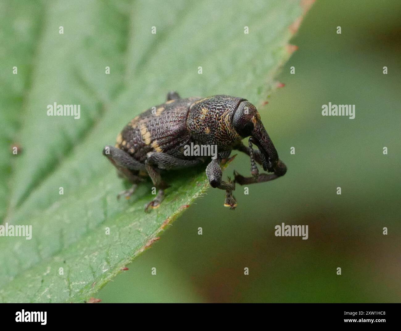Large Pine Weevil (Hylobius abietis) Insecta Stock Photo - Alamy