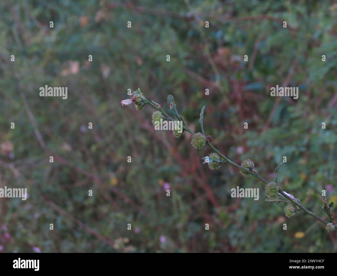 Caesar weed (Urena lobata) Plantae Stock Photo - Alamy