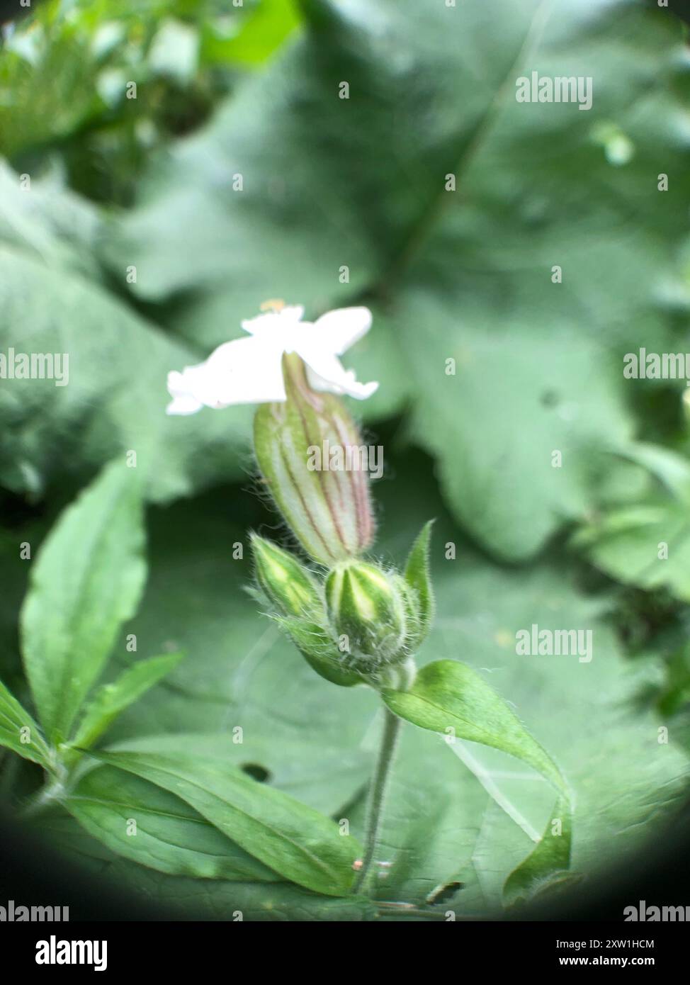 evening lychnis (Silene latifolia alba) Plantae Stock Photo - Alamy