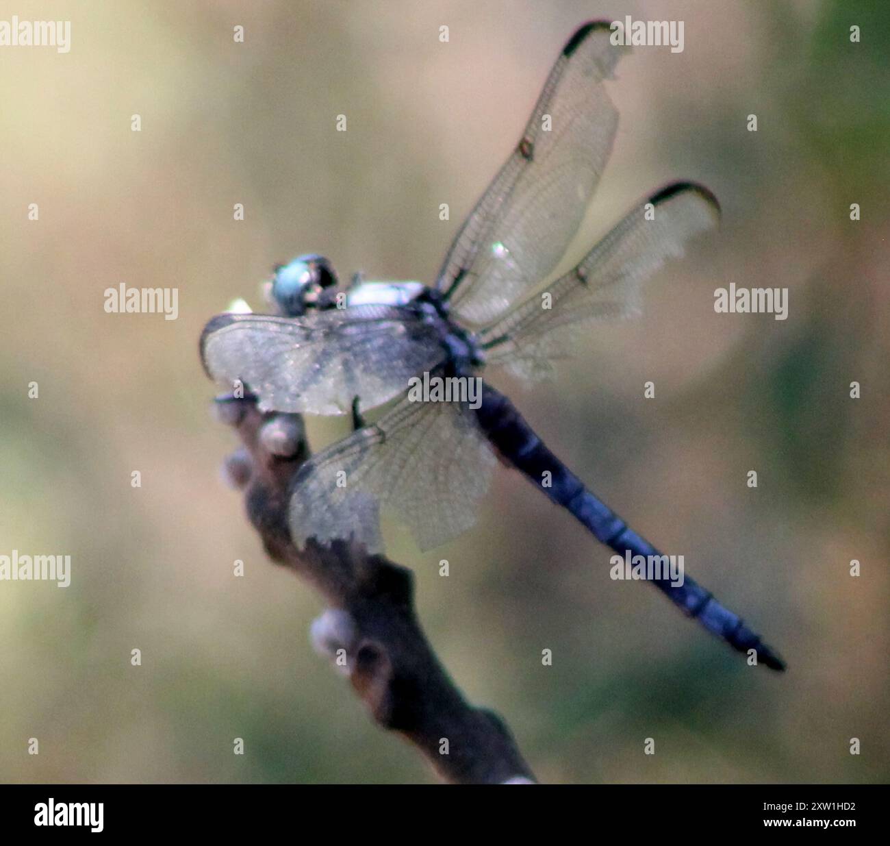 Great Blue Skimmer (Libellula vibrans) Insecta Stock Photo - Alamy