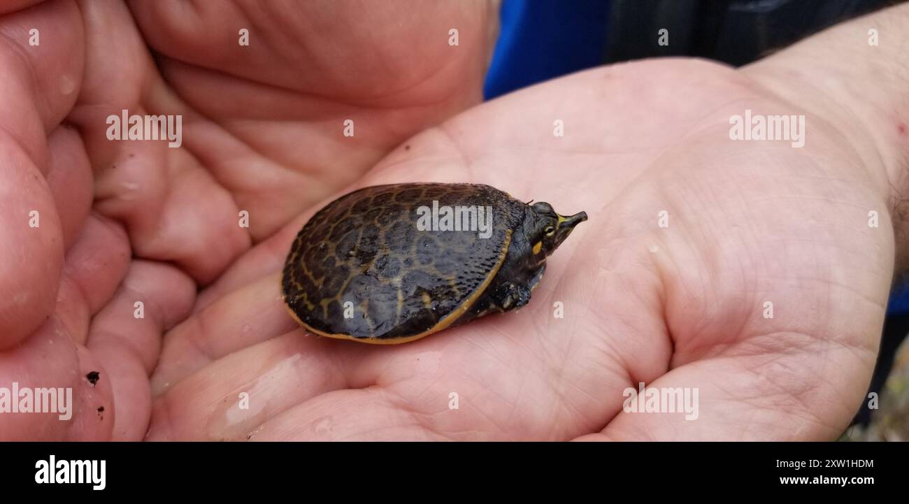 Florida Softshell Turtle (Apalone ferox) Reptilia Stock Photo - Alamy