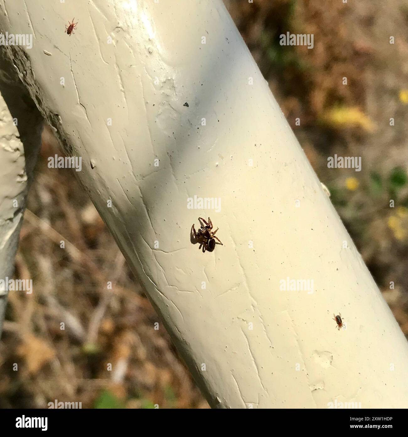 Mites and Ticks (Acari) Arachnida Stock Photo - Alamy