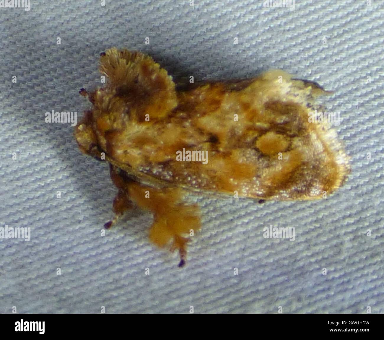 Spun Glass Slug Moth (Isochaetes beutenmuelleri) Insecta Stock Photo ...