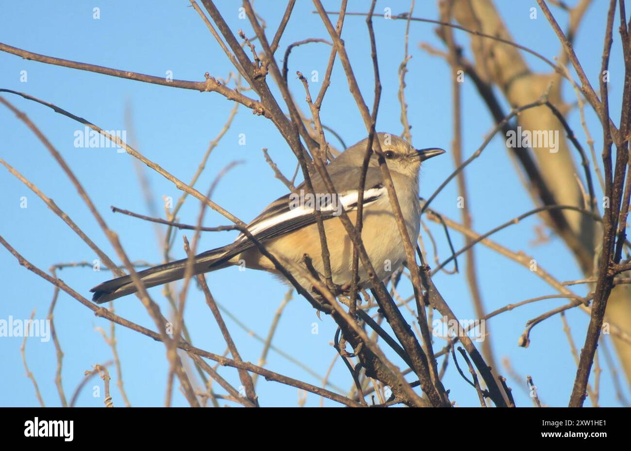 White-banded Mockingbird (Mimus triurus) Aves Stock Photo - Alamy