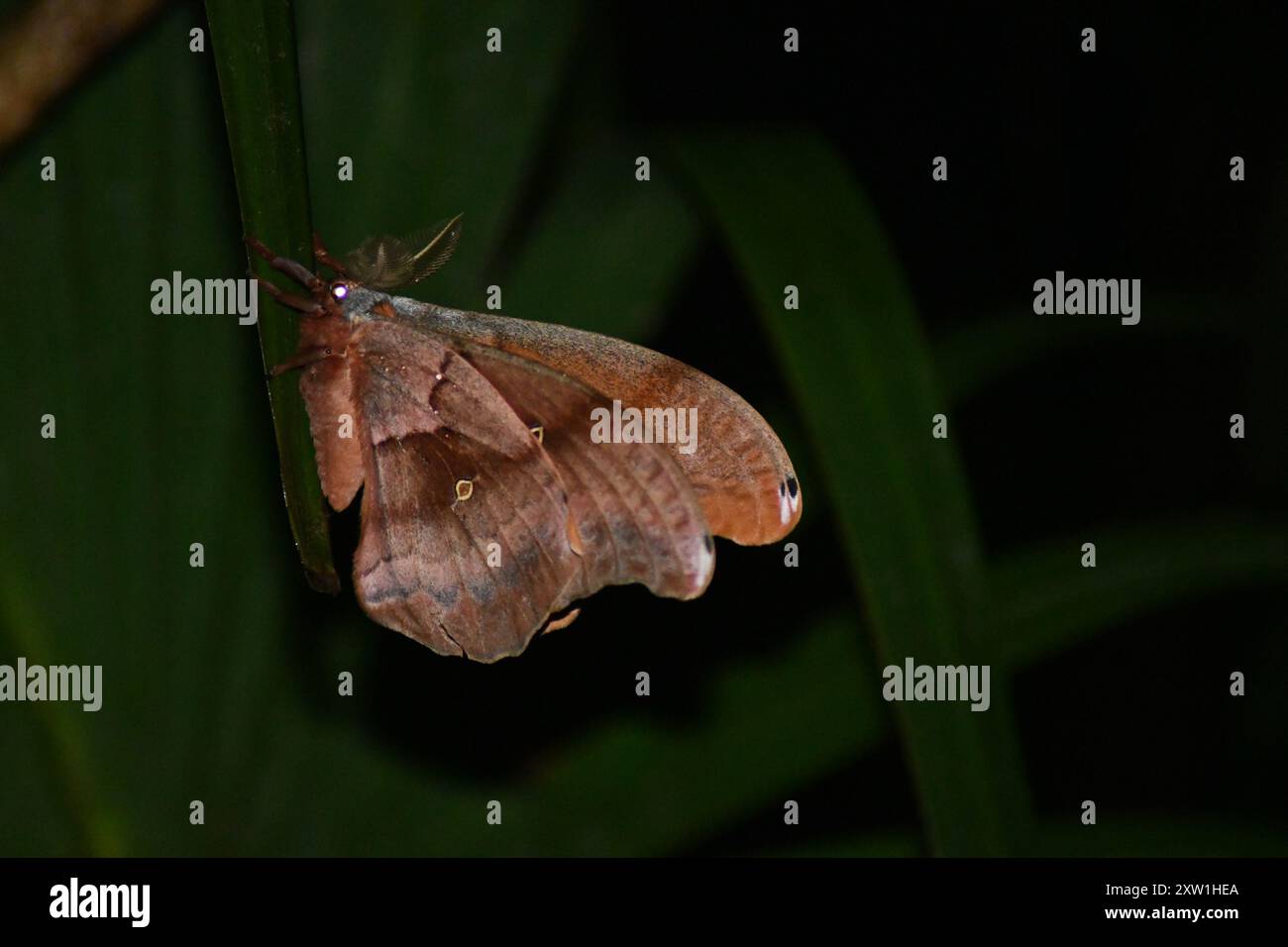 Polyphemus Moth (Antheraea polyphemus) Insecta Stock Photo - Alamy