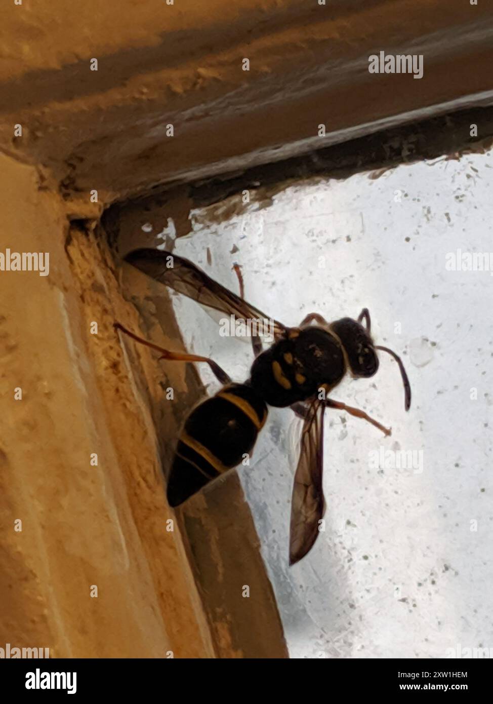 Smiling Mason Wasp (Ancistrocerus campestris) Insecta Stock Photo - Alamy