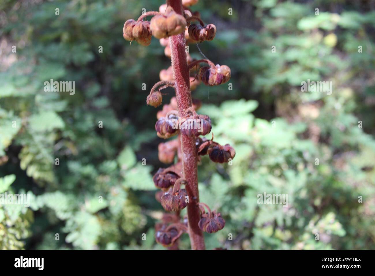 woodland pinedrops (Pterospora andromedea) Plantae Stock Photo - Alamy