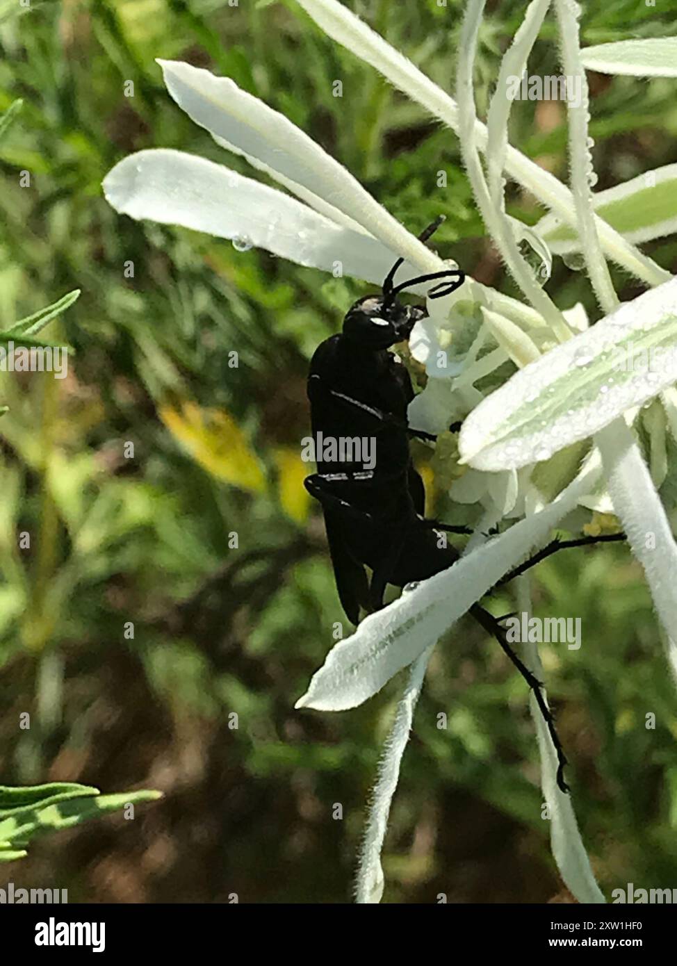 Spider Wasps (Pompilidae) Insecta Stock Photo - Alamy