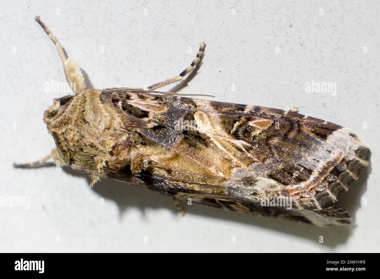 Yellow-striped Armyworm Moth (Spodoptera ornithogalli) Insecta Stock ...