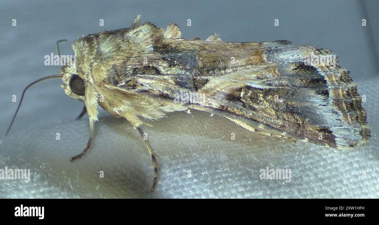 Yellow-striped Armyworm Moth (Spodoptera ornithogalli) Insecta Stock ...