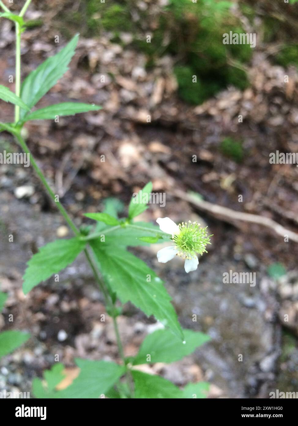 white avens (Geum canadense) Plantae Stock Photo - Alamy