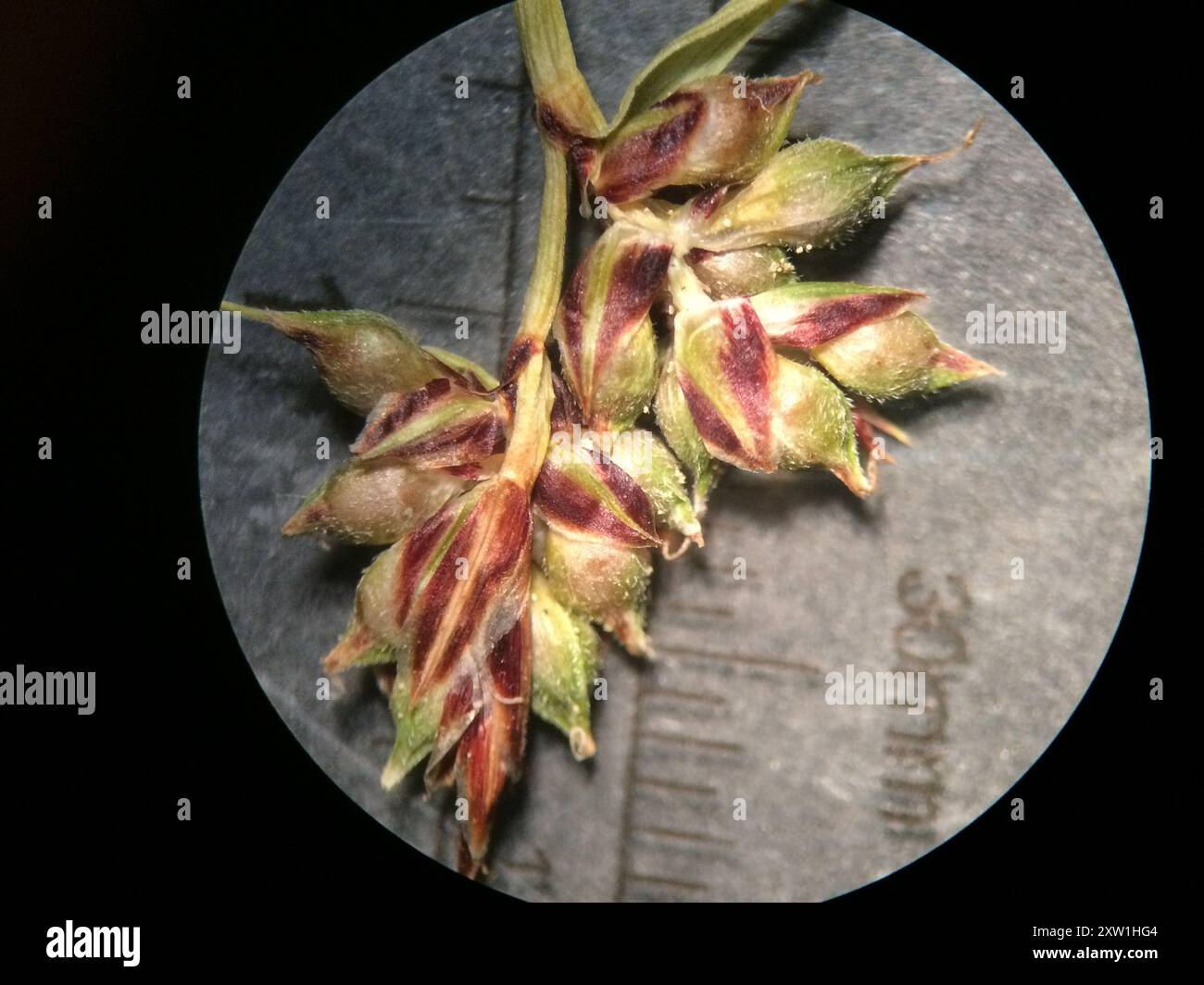 northern sedge (Carex deflexa) Plantae Stock Photo - Alamy