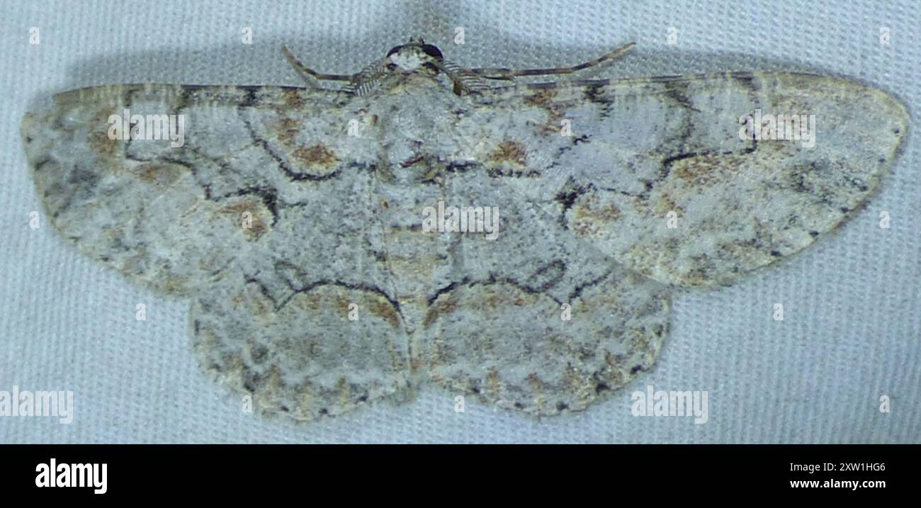 Brown-shaded Gray (Iridopsis defectaria) Insecta Stock Photo - Alamy