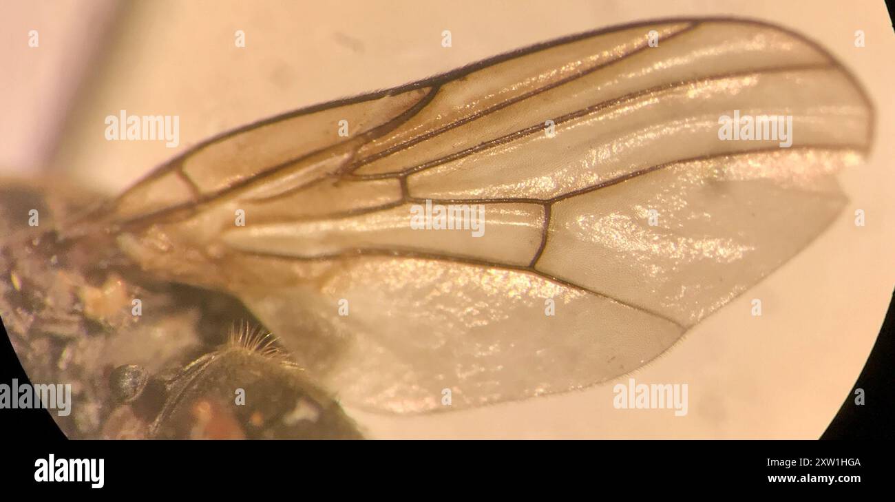 Cigar Gall (Lipara lucens) Insecta Stock Photo - Alamy