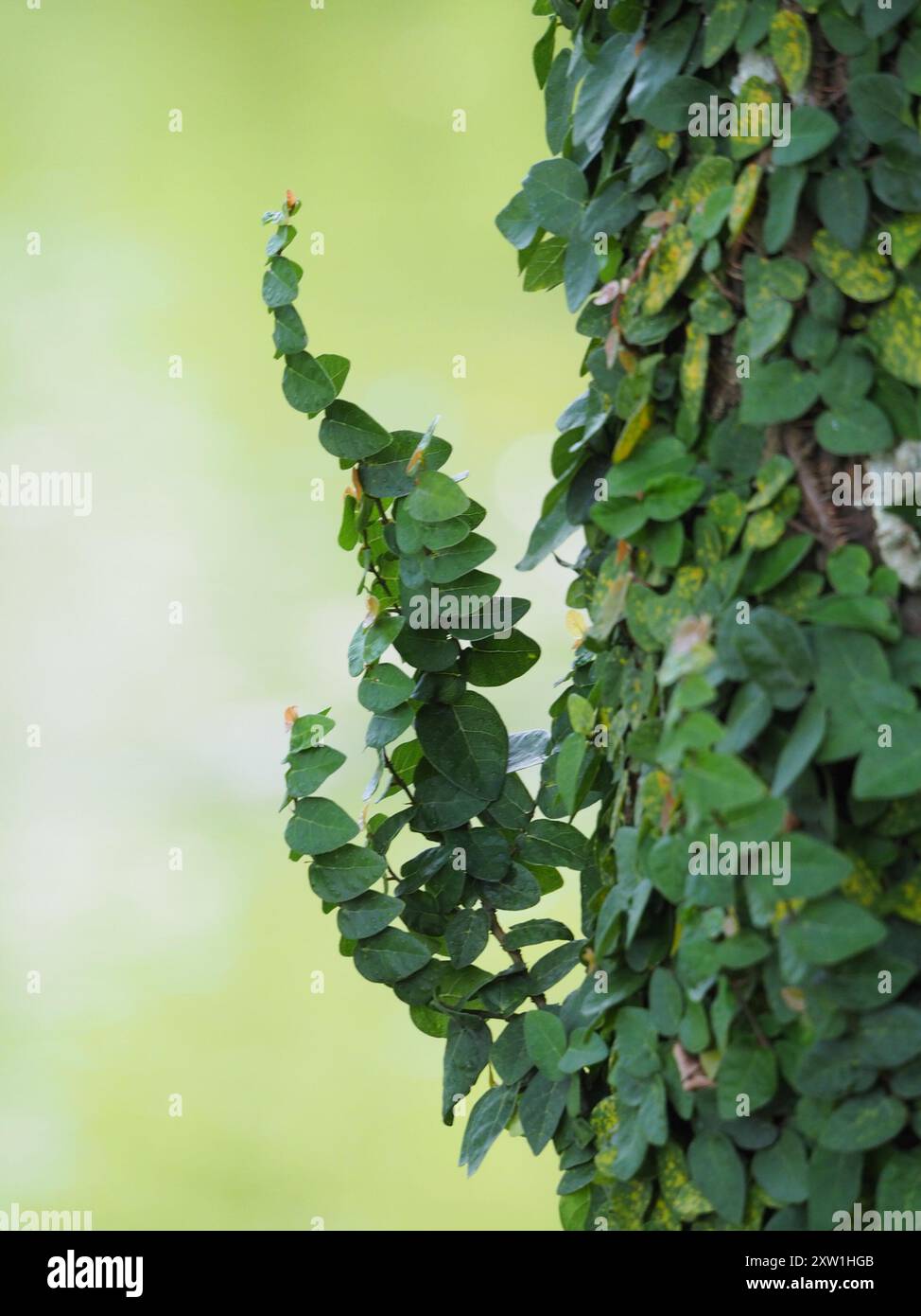 Climbing fig (Ficus pumila) Plantae Stock Photo - Alamy