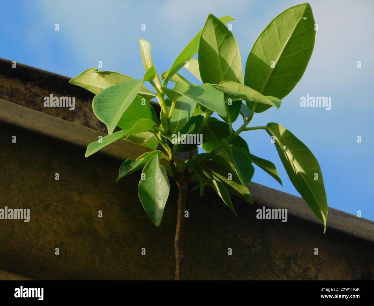 Florida Strangler Fig (Ficus aurea) Plantae Stock Photo - Alamy