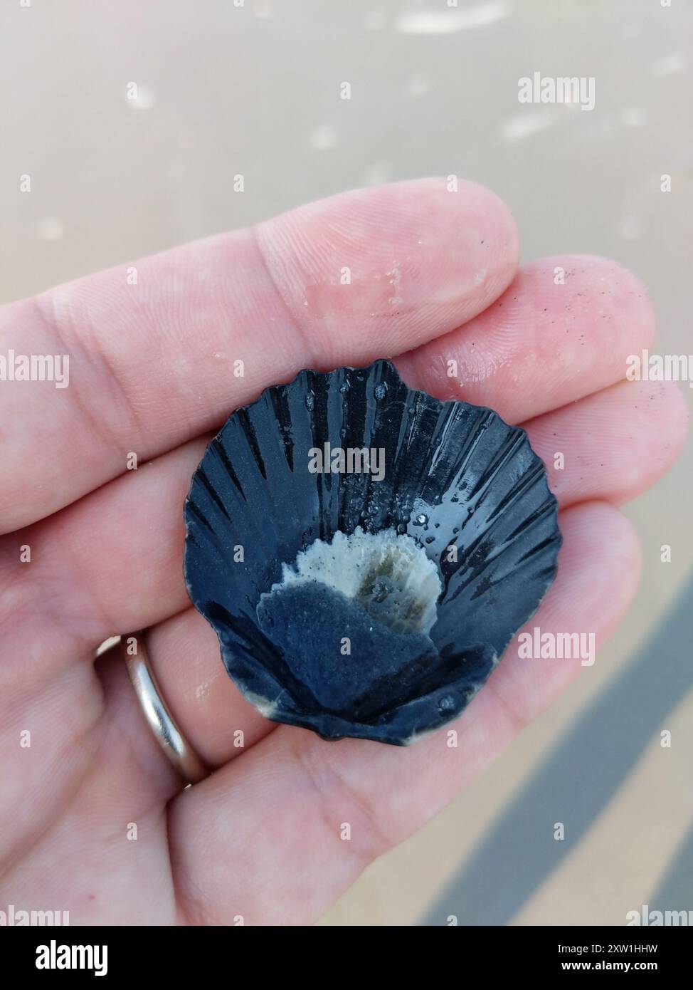 Atlantic Bay Scallop (Argopecten irradians) Mollusca Stock Photo - Alamy