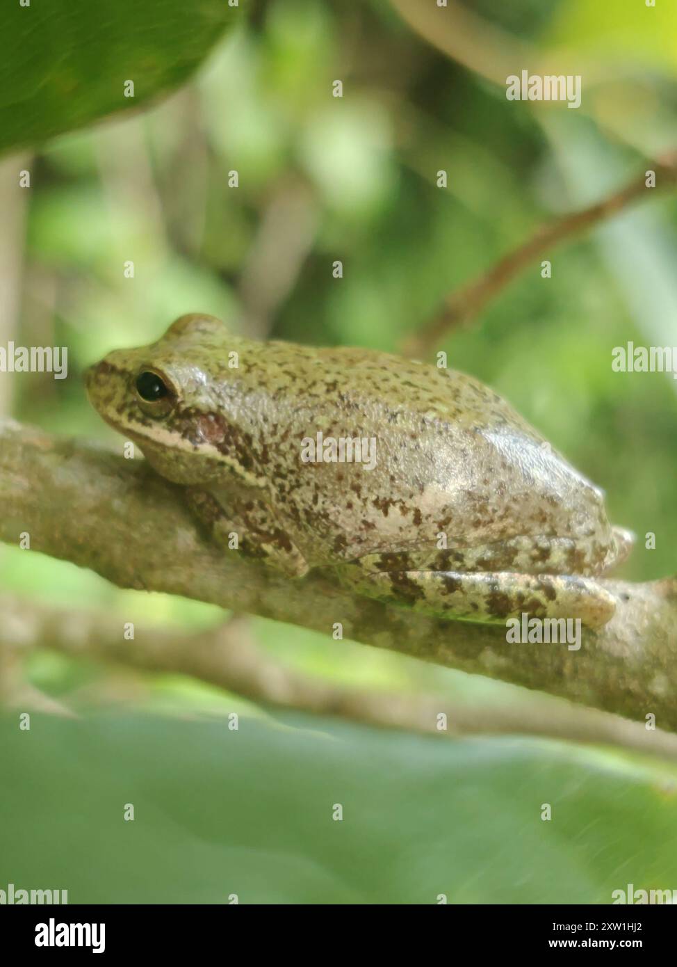 Squirrel Treefrog (Hyla squirella) Amphibia Stock Photo - Alamy