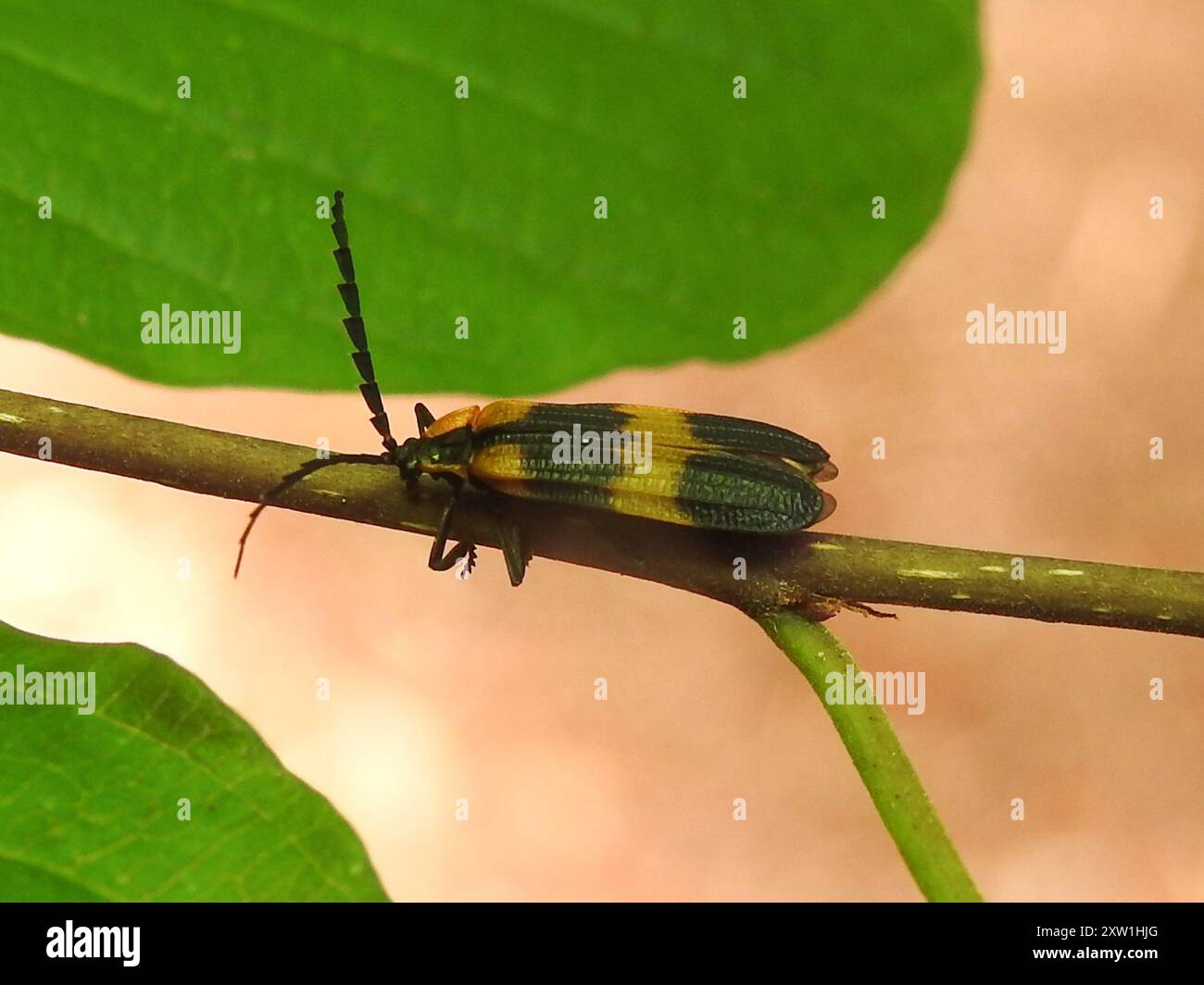 Reticulated Net-winged Beetle (Calopteron reticulatum) Insecta Stock ...