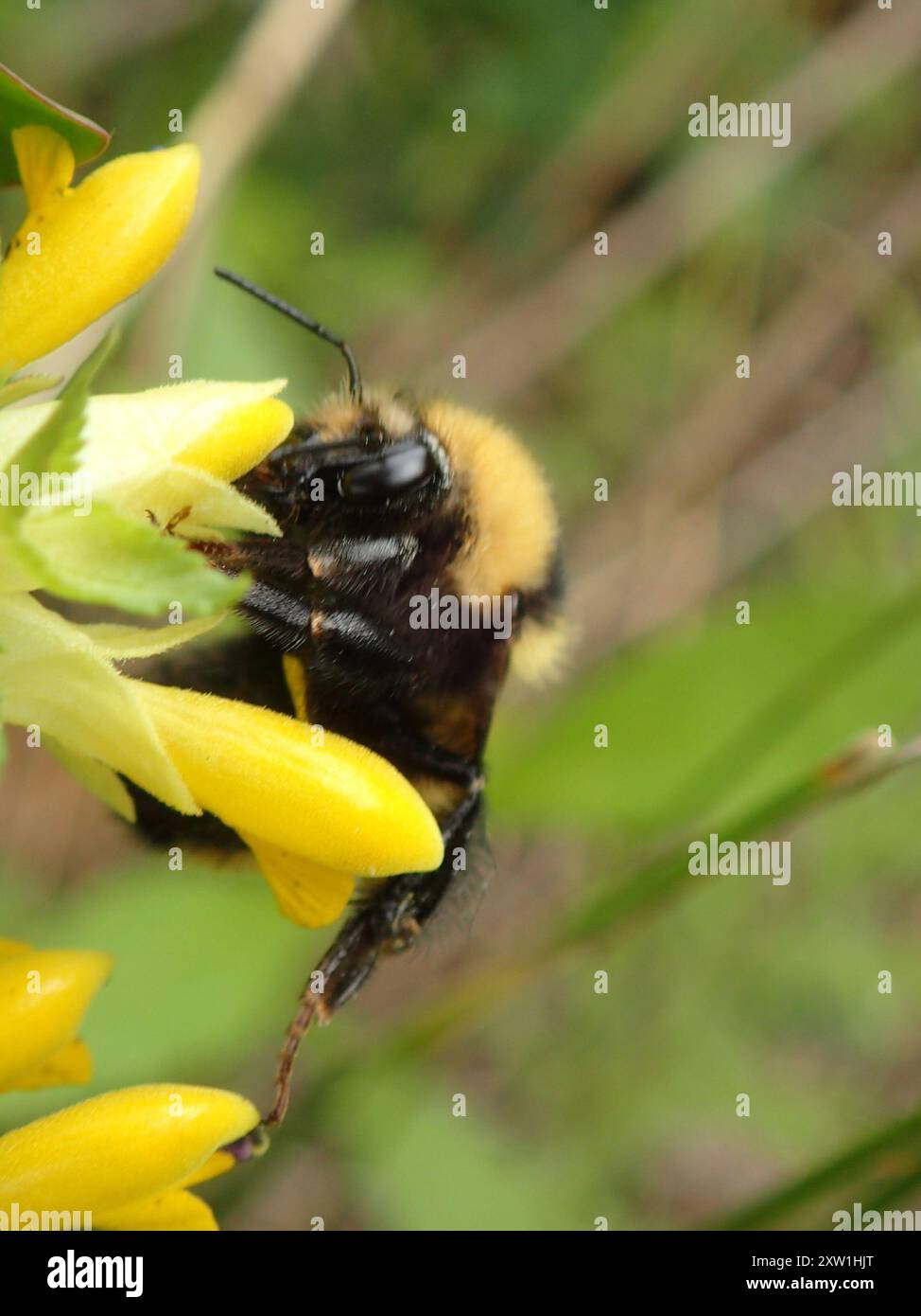 Northern Amber Bumble Bee (Bombus borealis) Insecta Stock Photo - Alamy