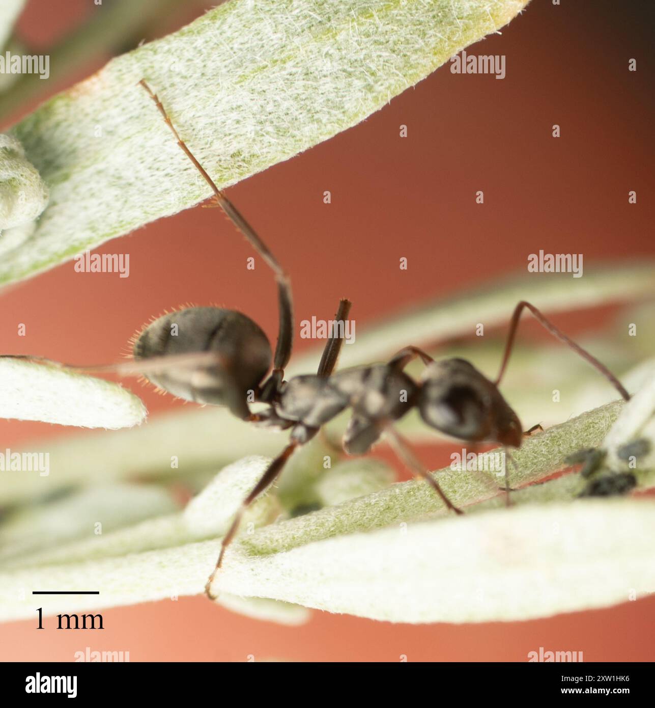 Wood, Mound, and Field Ants (Formica) Insecta Stock Photo - Alamy