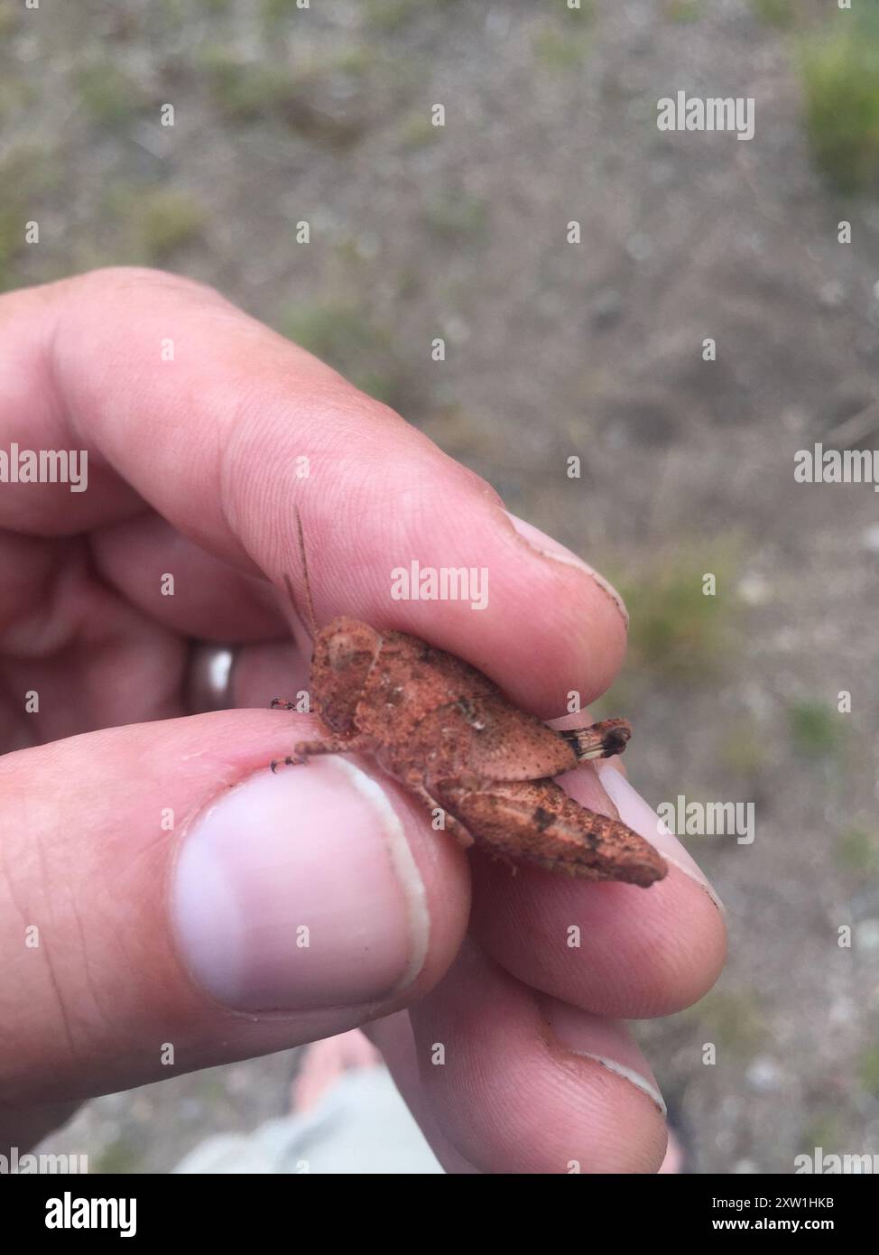 Carolina Grasshopper (Dissosteira carolina) Insecta Stock Photo - Alamy