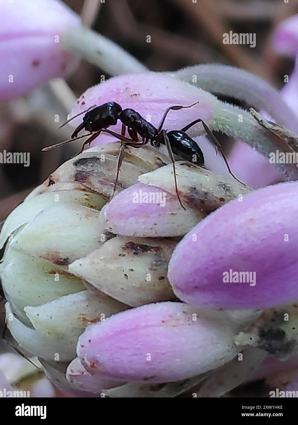 Common Oriental Trap-jaw Ant (Odontomachus simillimus) Insecta Stock ...