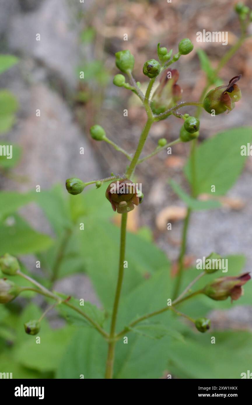 Common Figwort (Scrophularia nodosa) Plantae Stock Photo - Alamy