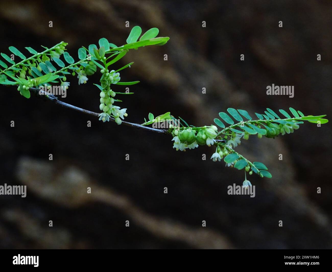 (Phyllanthus polyphyllus) Plantae Stock Photo - Alamy