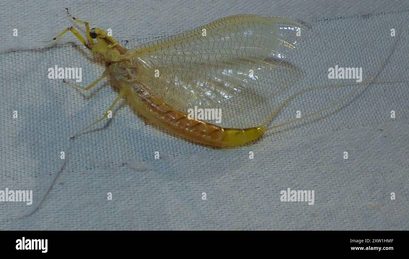 Giant Mayfly (Hexagenia limbata) Insecta Stock Photo - Alamy