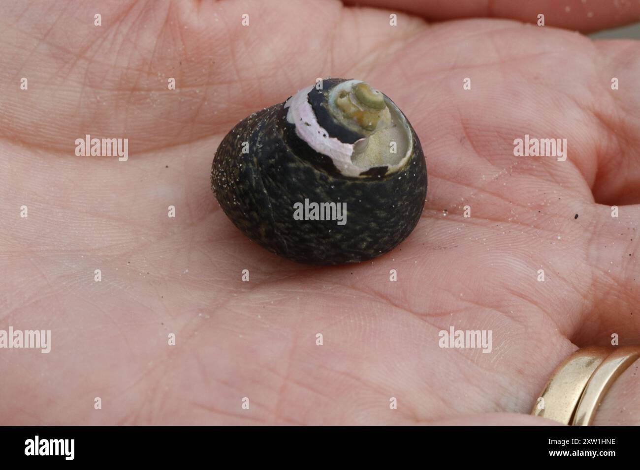 Lined Top Shell (Phorcus lineatus) Mollusca Stock Photo - Alamy