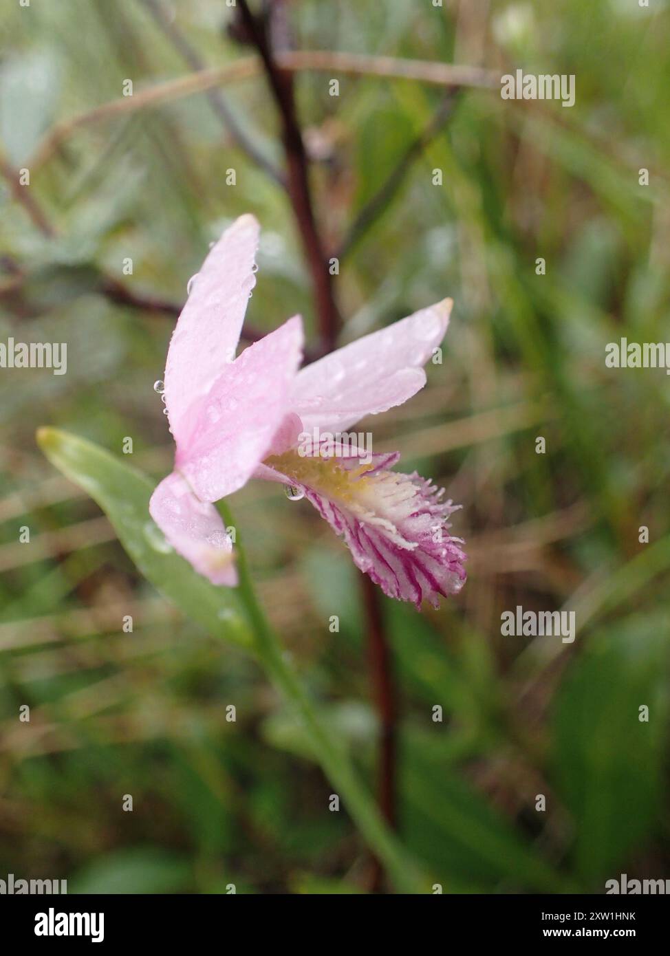 Rose Pogonia (Pogonia ophioglossoides) Plantae Stock Photo - Alamy