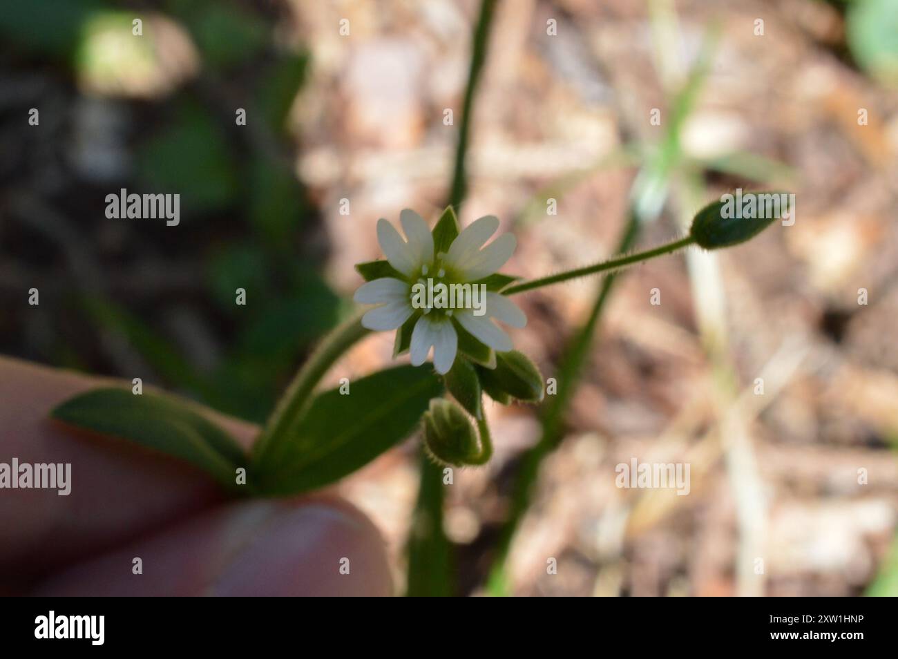 Common mouse-ear chickweed (Cerastium holosteoides) Plantae Stock Photo ...