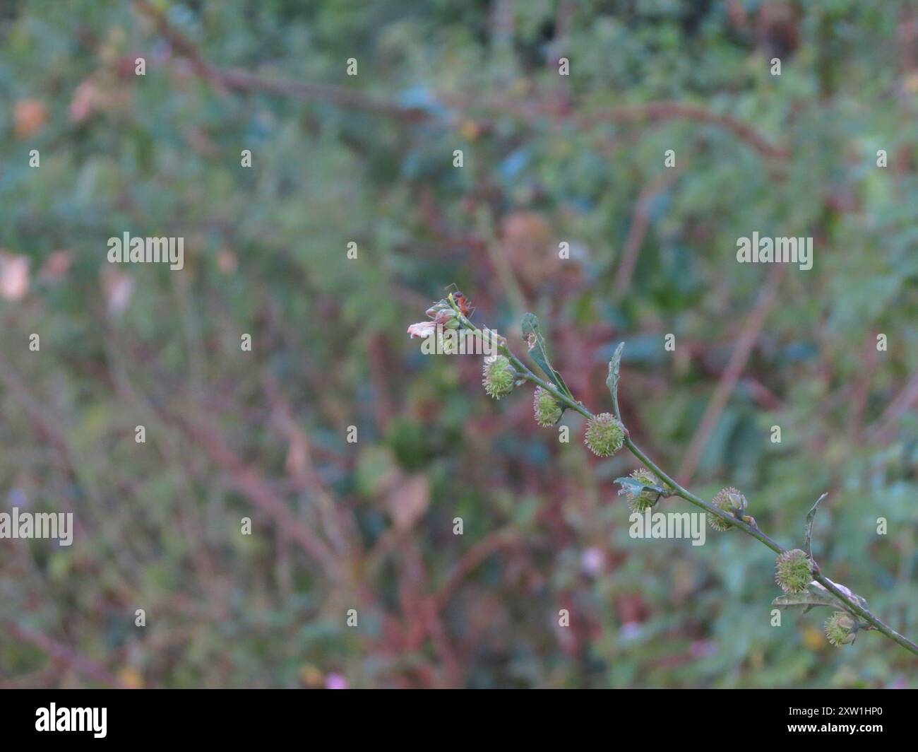 Caesar weed (Urena lobata) Plantae Stock Photo - Alamy
