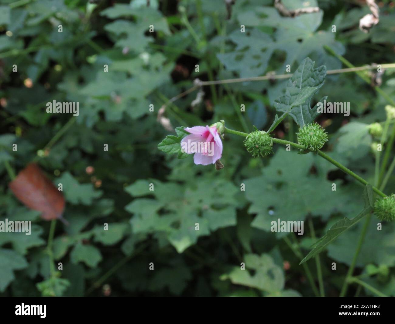 Caesar weed (Urena lobata) Plantae Stock Photo - Alamy