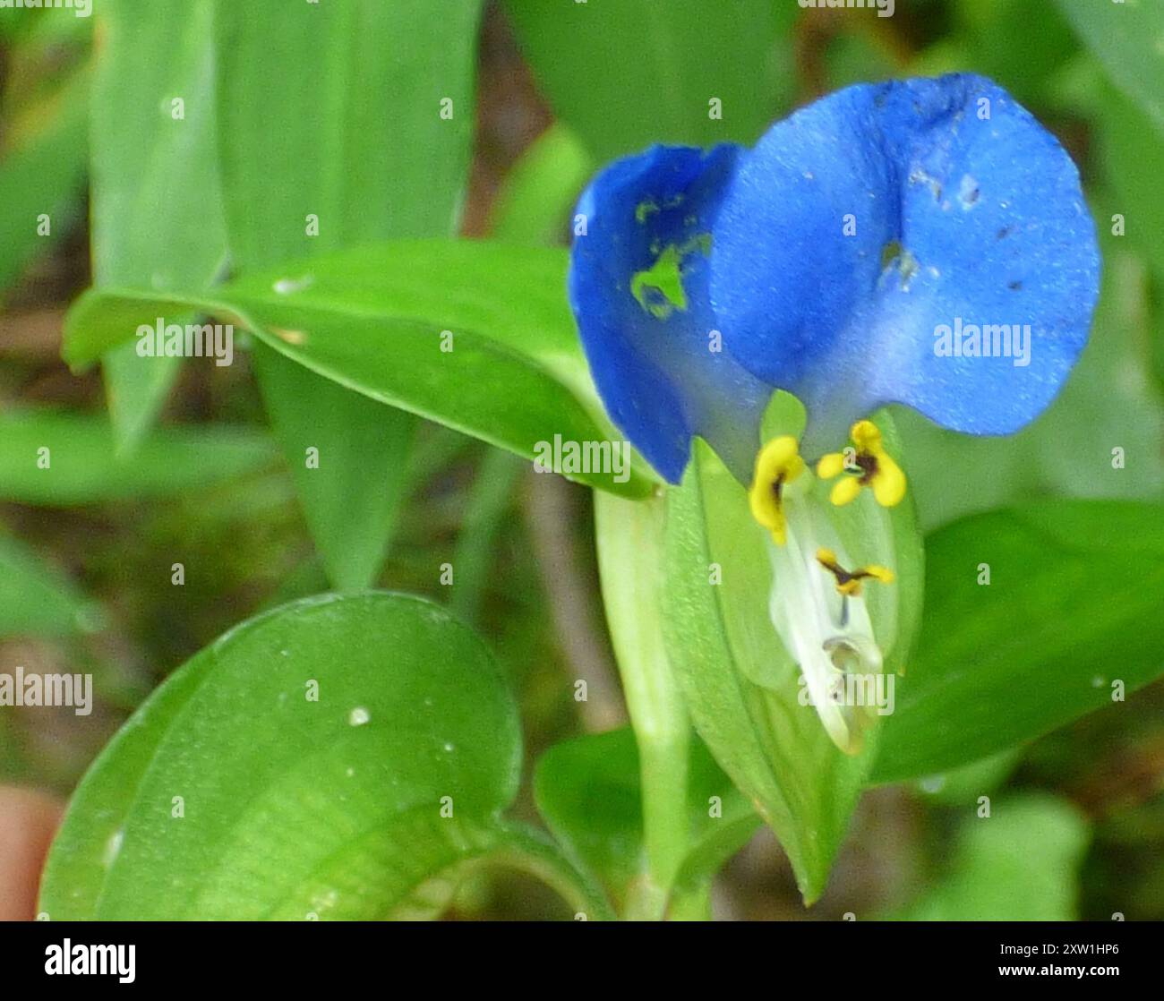 Asiatic dayflower (Commelina communis) Plantae Stock Photo - Alamy