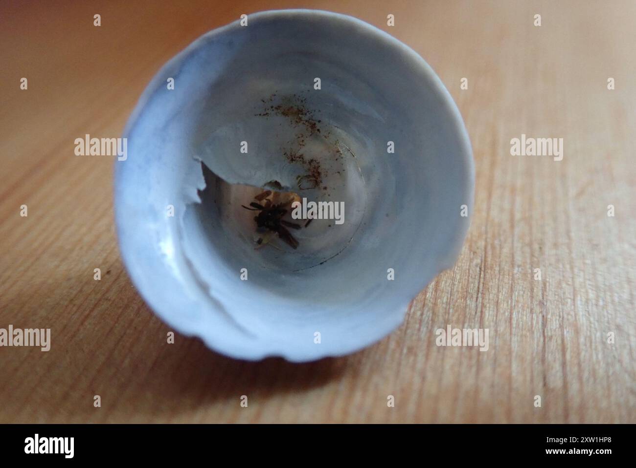 (Calyptraea fastigiata) Mollusca Stock Photo - Alamy