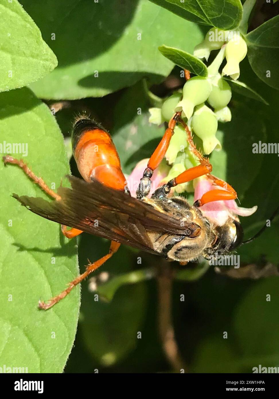 Great Golden Digger Wasp (Sphex ichneumoneus) Insecta Stock Photo - Alamy