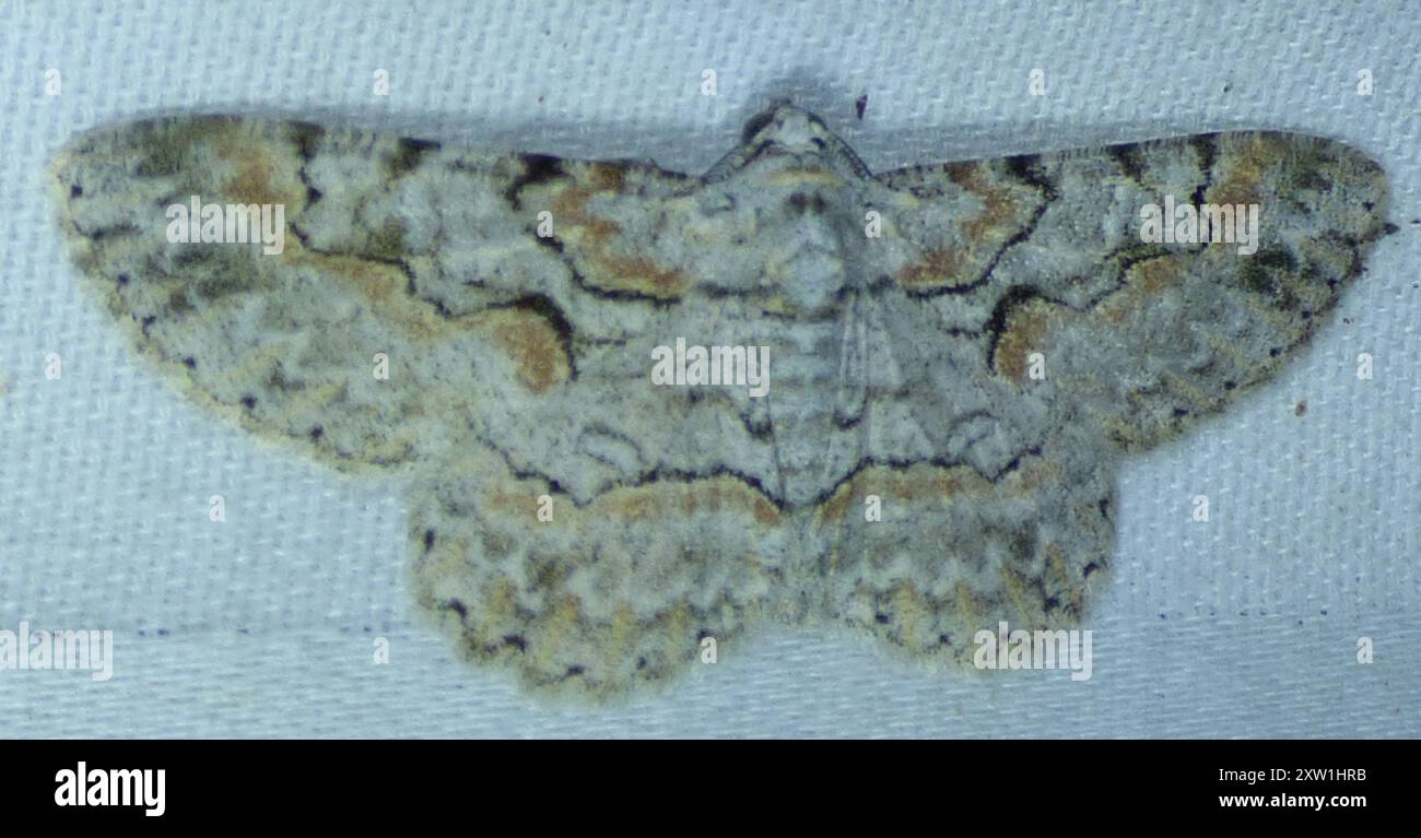 Brown-shaded Gray (Iridopsis defectaria) Insecta Stock Photo - Alamy