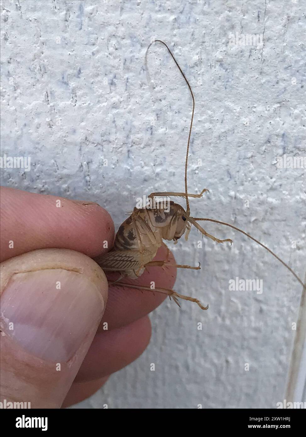 Camel Crickets, Cave Crickets, and Cave Wetas (Rhaphidophoroidea ...