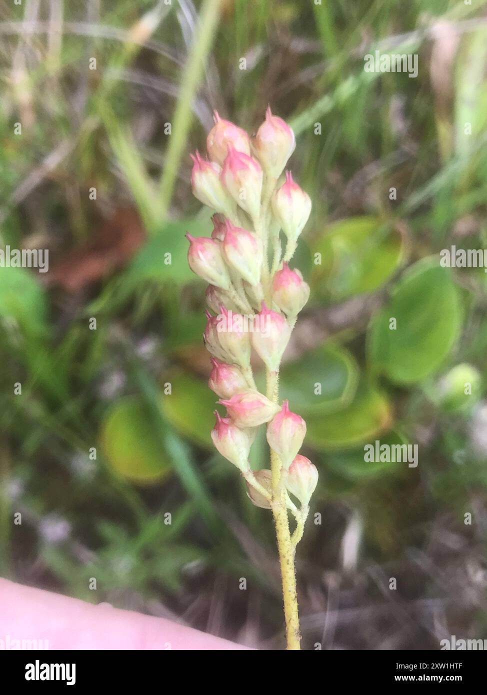 Sticky False Asphodel (Triantha glutinosa) Plantae Stock Photo - Alamy