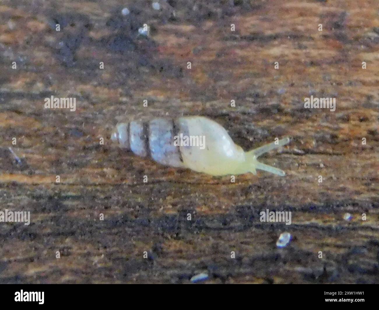 Awl Snails and Allies (Subulininae) Mollusca Stock Photo - Alamy